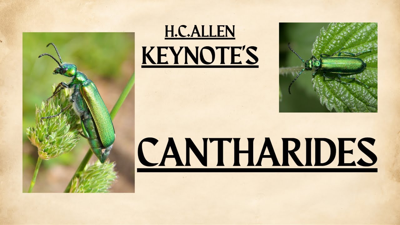 CANTHARIDES|Homeopathic Materia Medica|By “KEYNOTE'S”|BHMS #bhms # ...