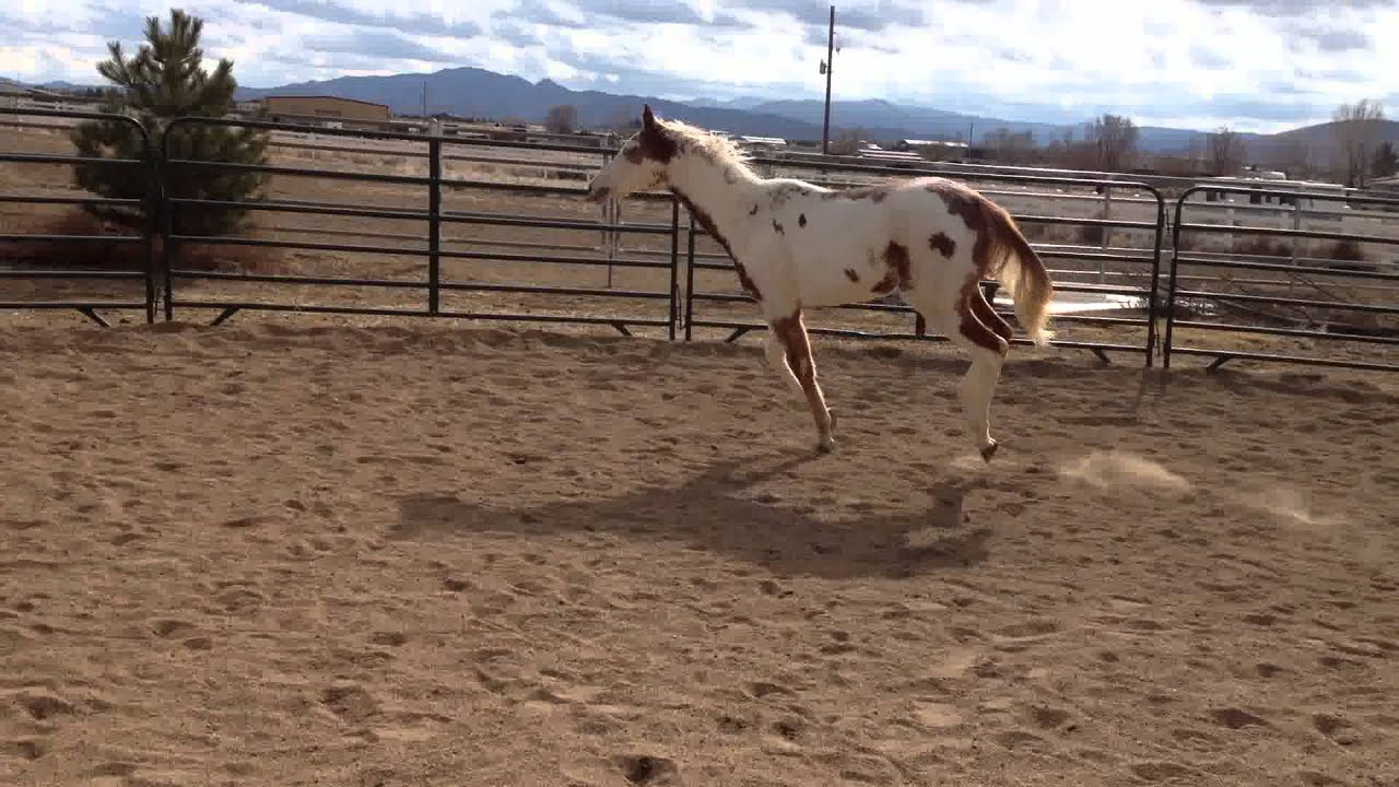 Mountain View Paint Horse Ranch, Beauty, February 2014 - YouTube