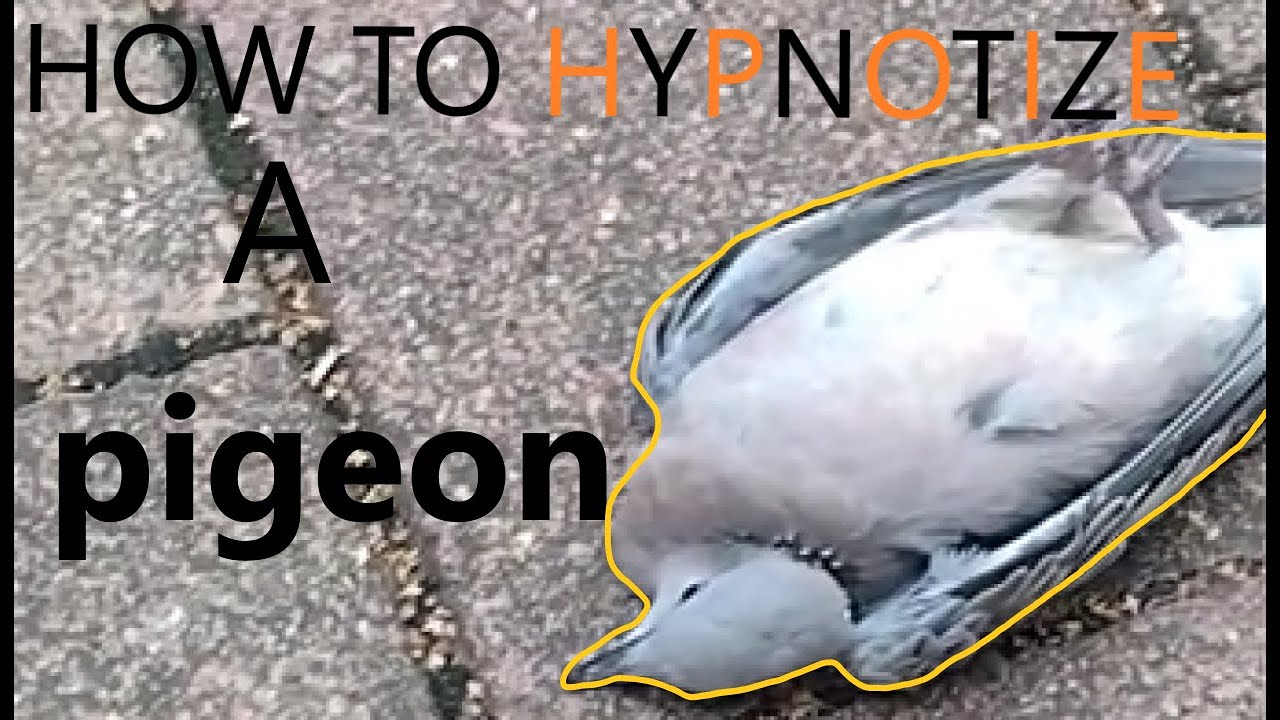 how to hypnotizing a dove - YouTube