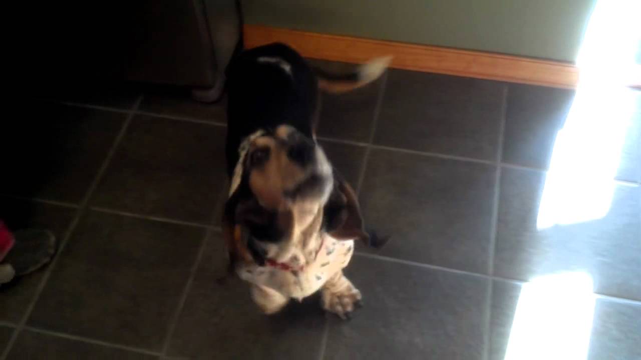 Goofy basset hounds Birthday!! - YouTube