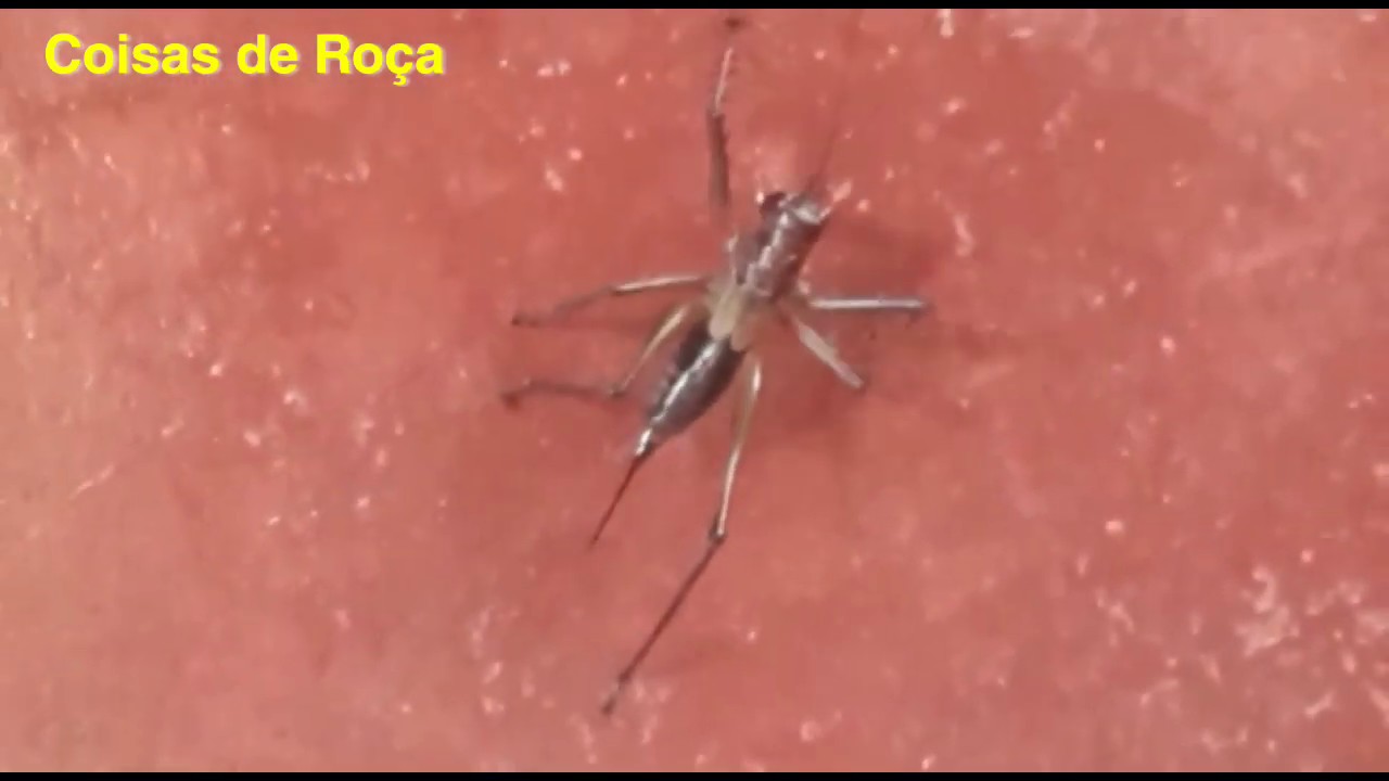 Grilo enorme - YouTube