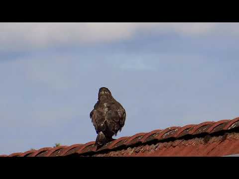 eagles eye captures on the border | eagles one of these nights