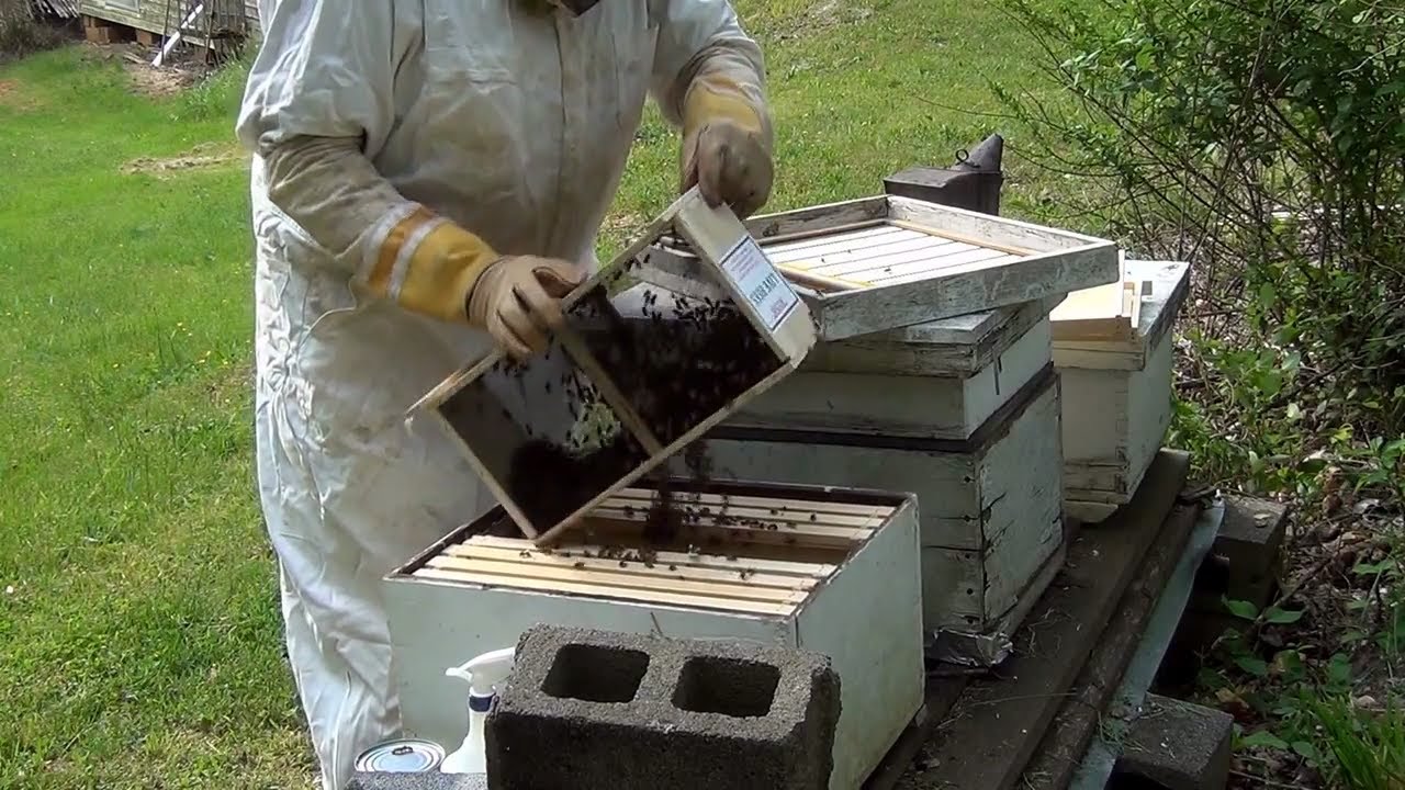 Installing Package Honey Bees In Hive - YouTube