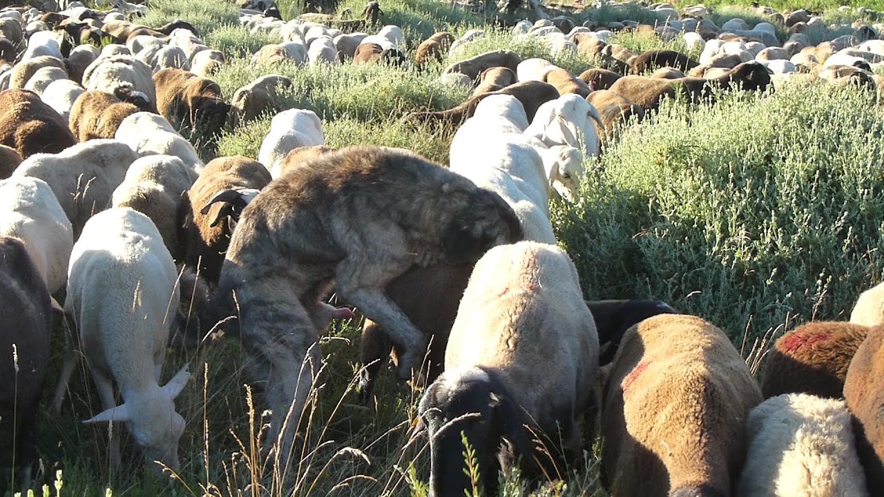 A very confused dog ... - poor sheep! - YouTube