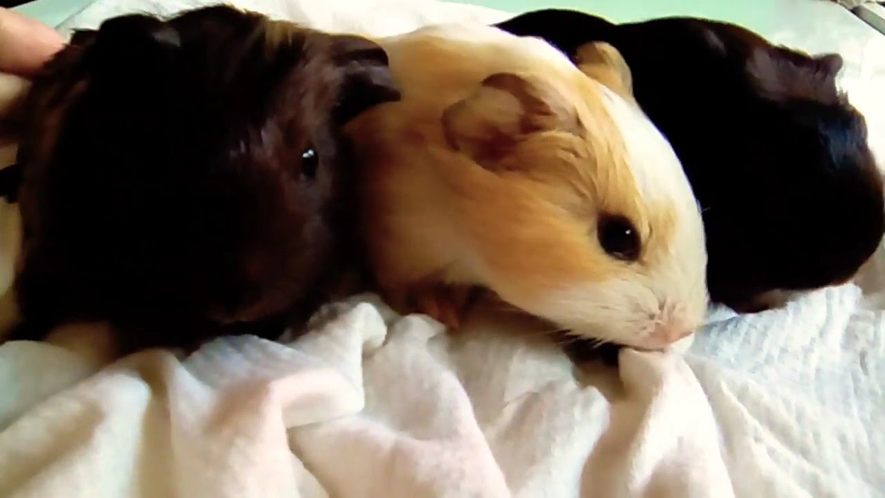guinea pig pups 😀 - YouTube