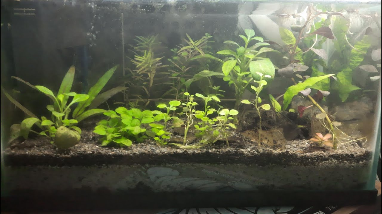 All Natural Neo-Shrimp Aquarium - YouTube