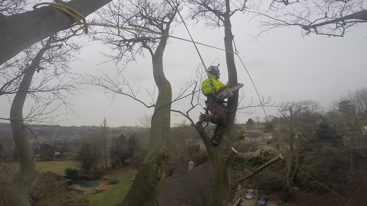 Large Beech Dismantle Speedlining Day 1 - YouTube