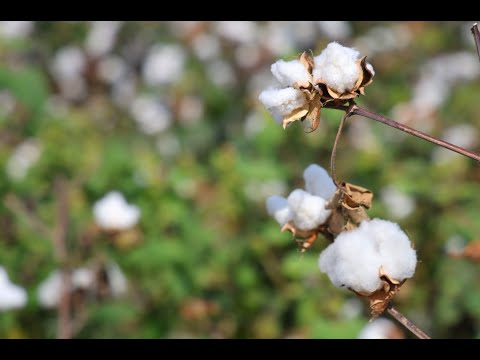Pamuk merkezi Adana’da hayal kırıklığı
