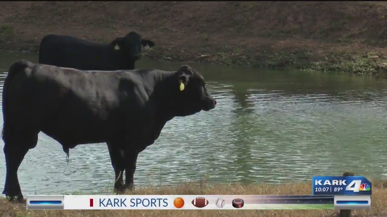 Arkansas beef supply could suffer from drought - YouTube