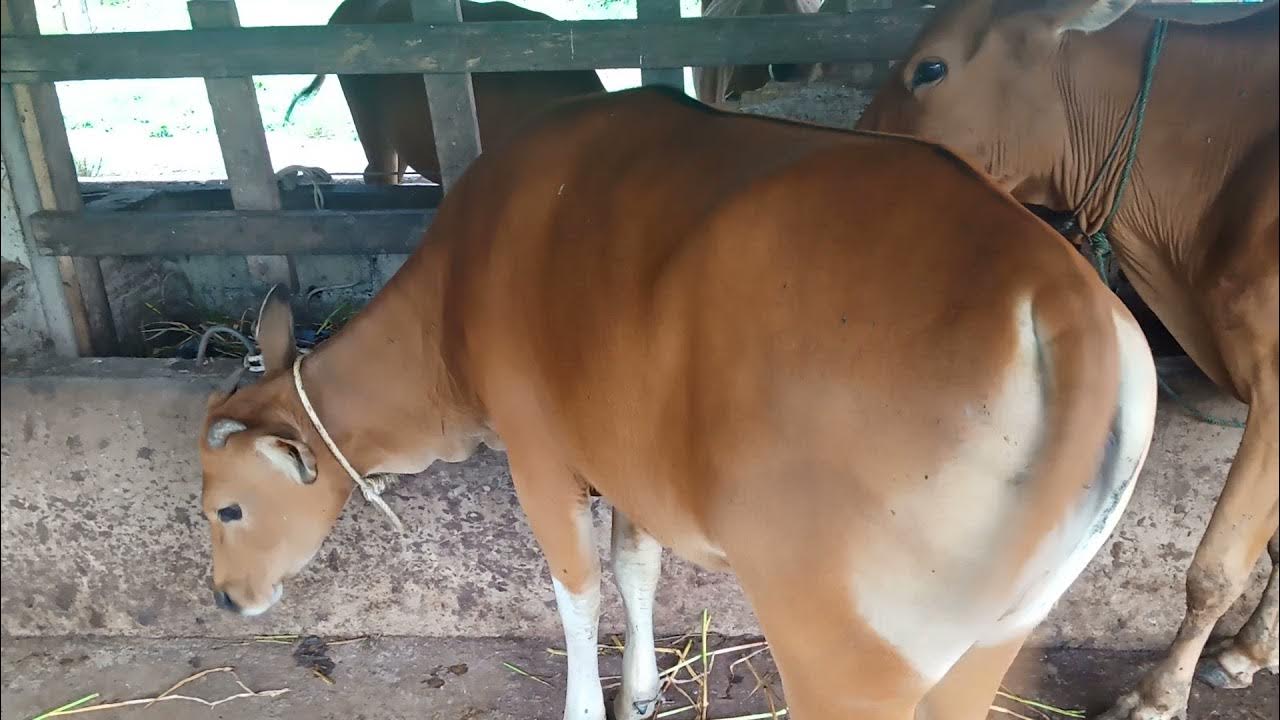 sapi Bali indukan bunting 4 bulan - YouTube