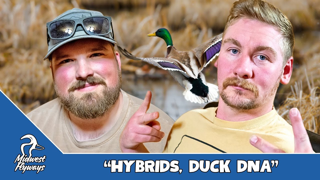 Hybrids, Duck DNA, Say What? - YouTube