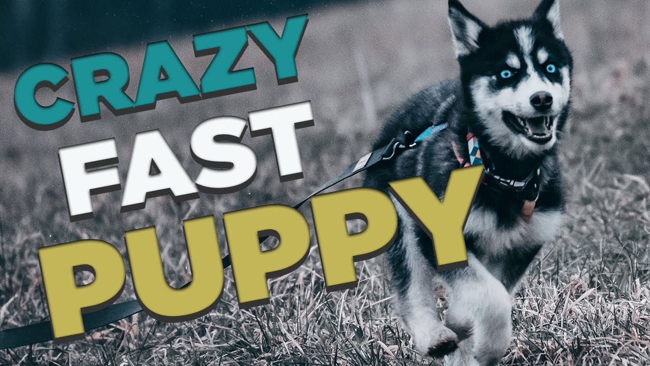 Husky runs fast - Puppy Edition - YouTube