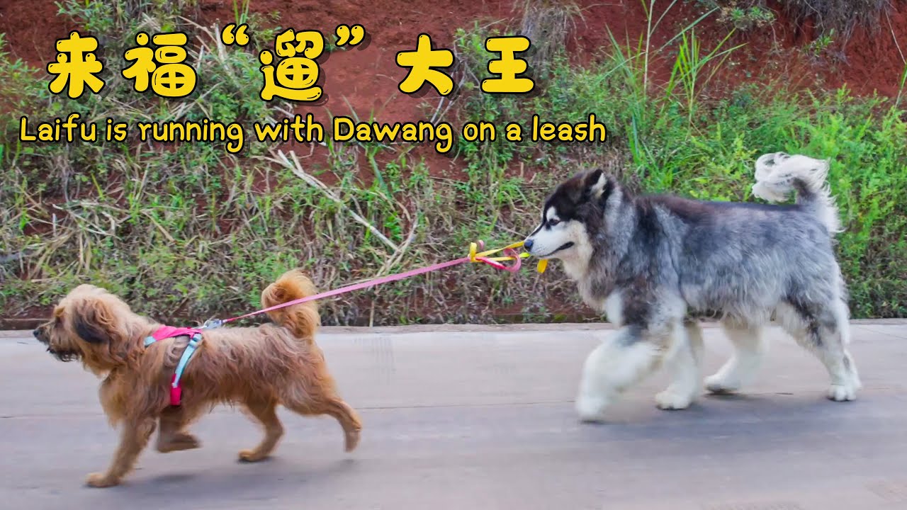 今天 来福“遛”大王| Laifu is running with Dawang on a leash【阿盆姐家的大王】 - YouTube