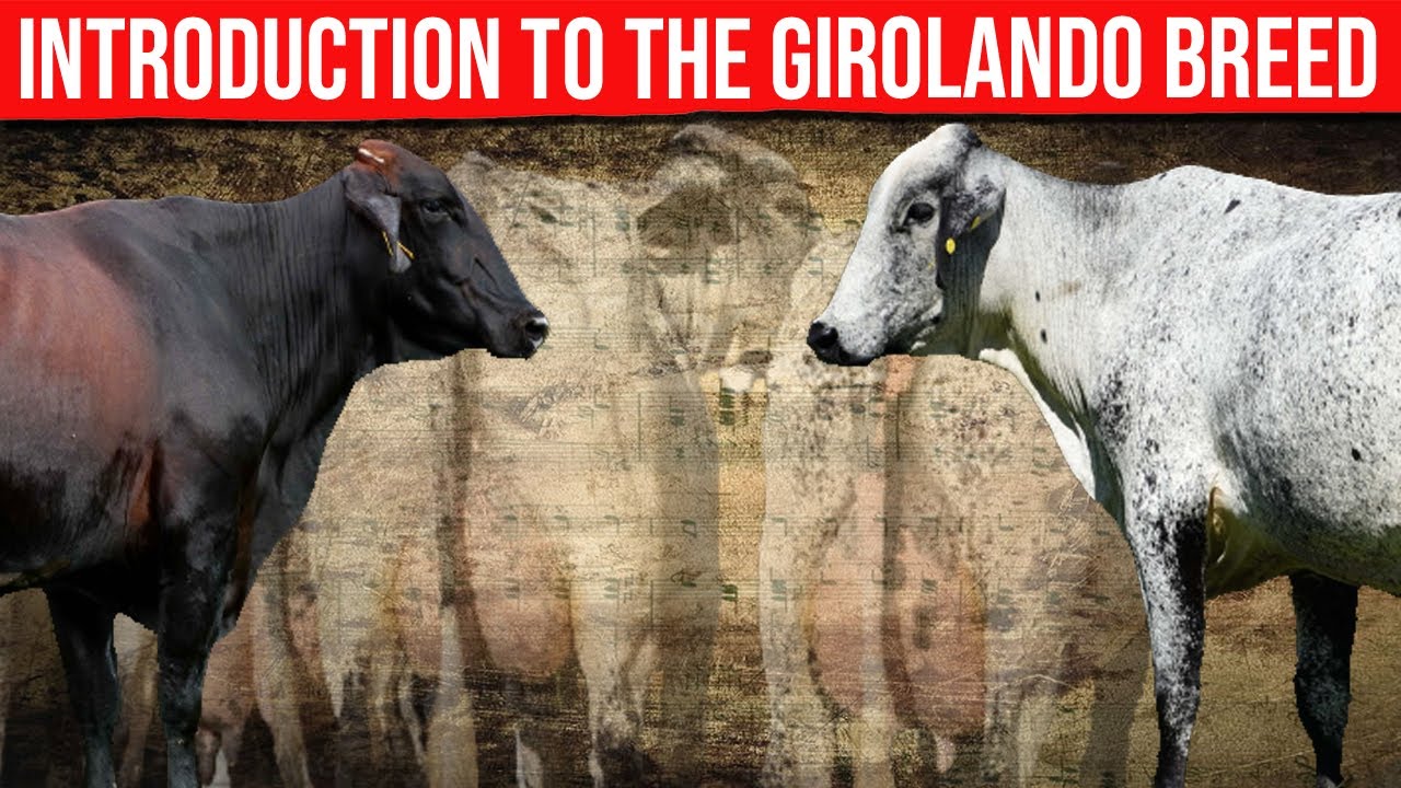 🔴 Introduction To The GIROLANDO Breed Characteristics And Origin ...