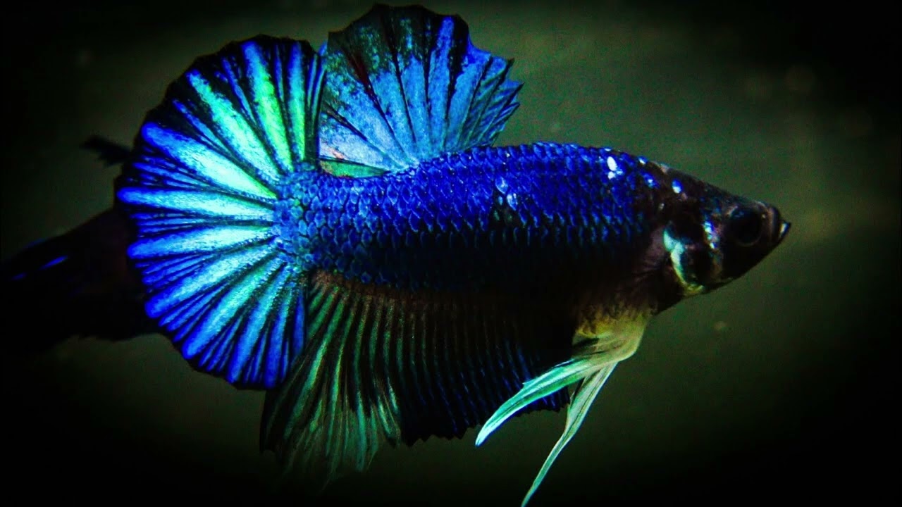 35 betta strains and types part 3 - YouTube