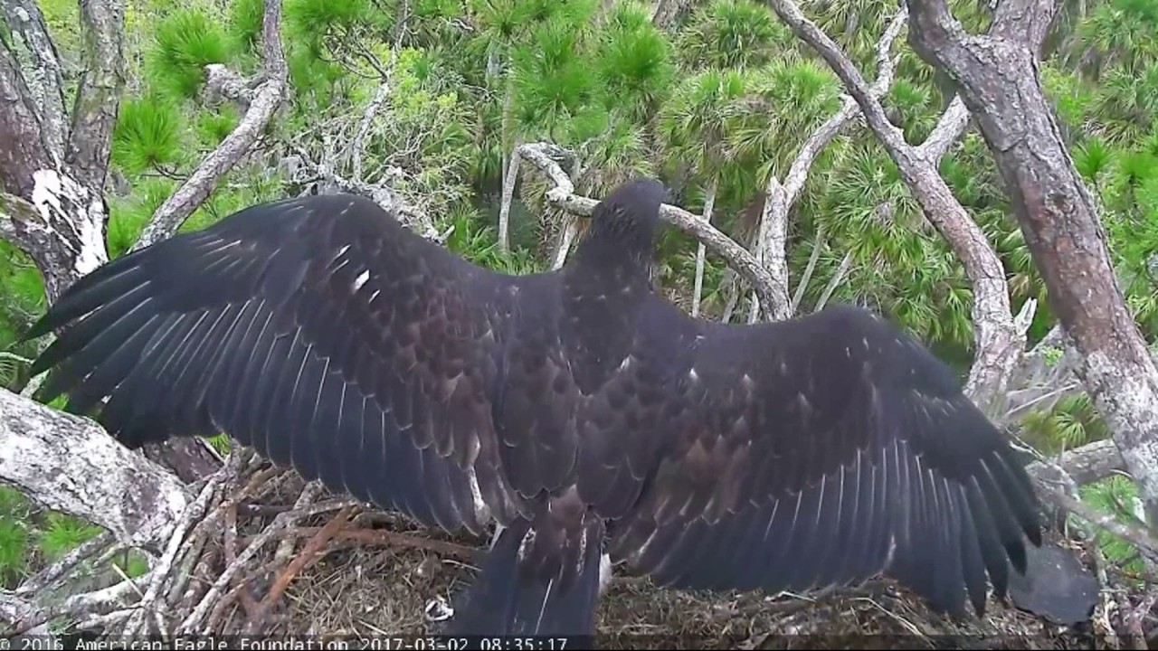 AEF NEFL Hope's fledge from nest to Hope's Tree 3.2.17 - YouTube