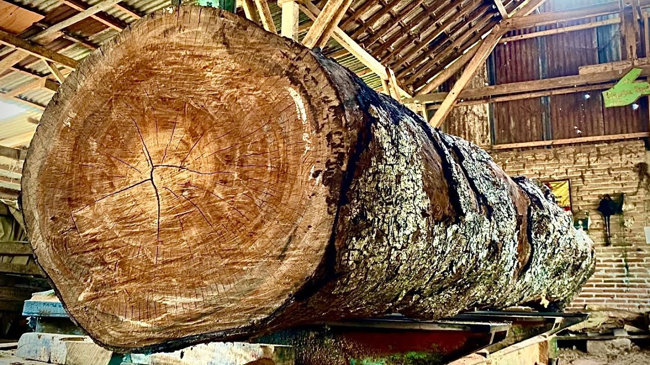 Insiden penggergajian kayu busuk mengerikan yang menampakan keindahan ...