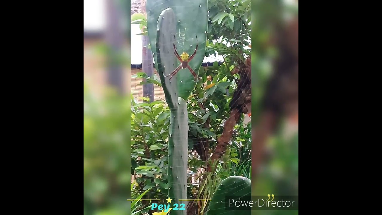 #shorts #story #Spider #Labalaba #Kolomonggo #Pey 22 😎 - YouTube