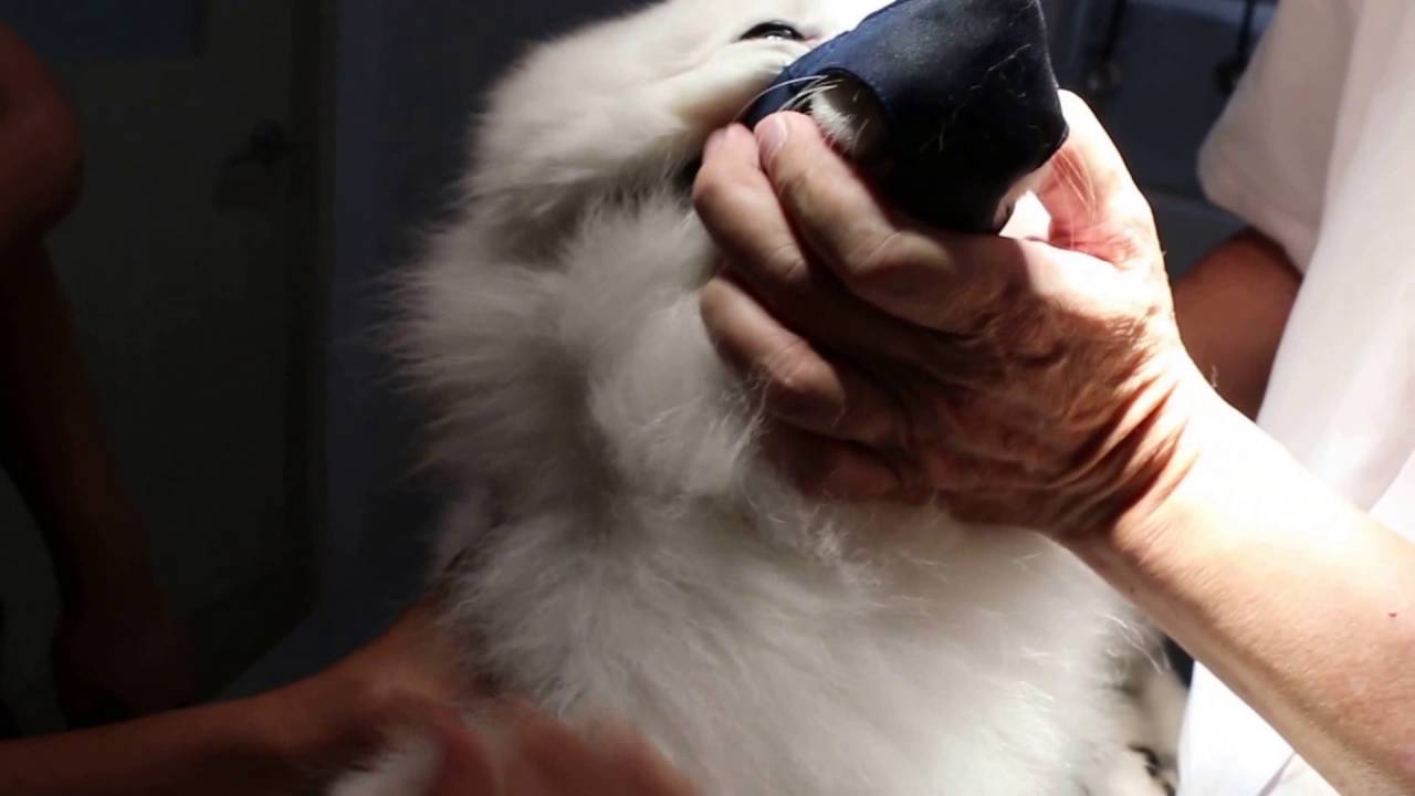 Blood Collection From Jugular Vein In Dogs at Susan Callahan blog