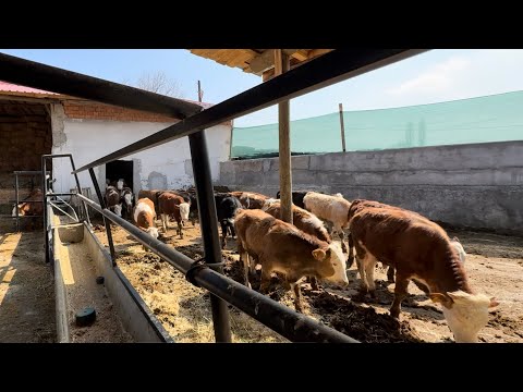 YENİ DANALARIN ALTINI TEMİZLEDİK SİZCE FAYDALI OLACAKMI 