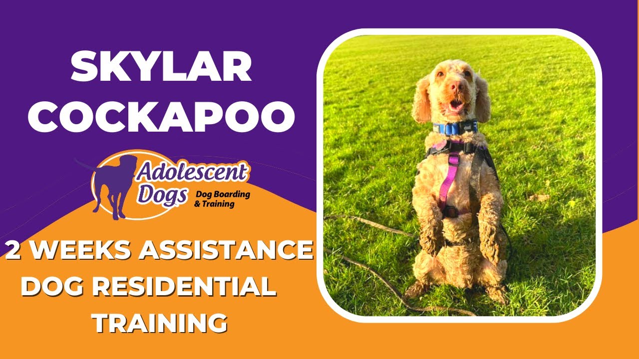 Skylar the Cockapoo - 2 Weeks Assistance Dog Residential Training - YouTube