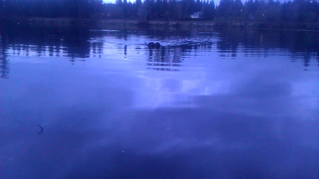 strange lake monster - YouTube