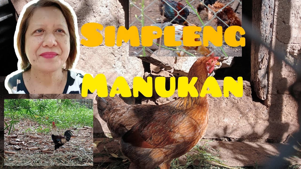 SIMPLENG BACKYARD POULTRY NA WALANG AMOY PART 3/ MGA BAGONG KITI ULIT @DalisayCelestino - YouTube