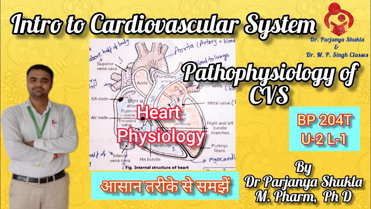 Introduction to Cardiovascular System | Heart Physiology ...