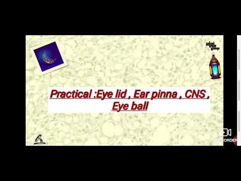 eye ball,eye lid &ear pinna practical CNS histo - YouTube