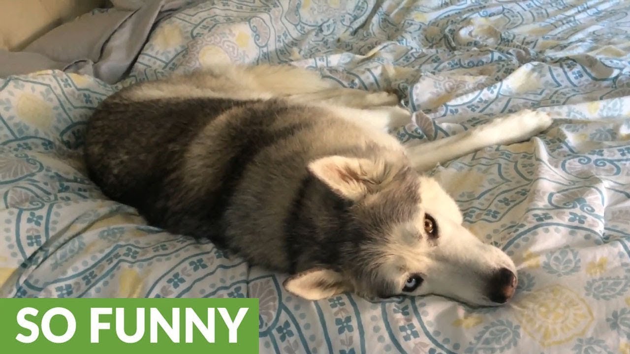 Stubborn husky won't get out of bed - YouTube