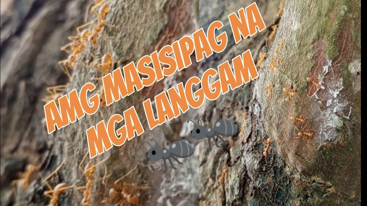 NAGKWENTUHAN ANG MGA LANGGAM 🐜🐜🦗@PROGRESOJENTV - YouTube