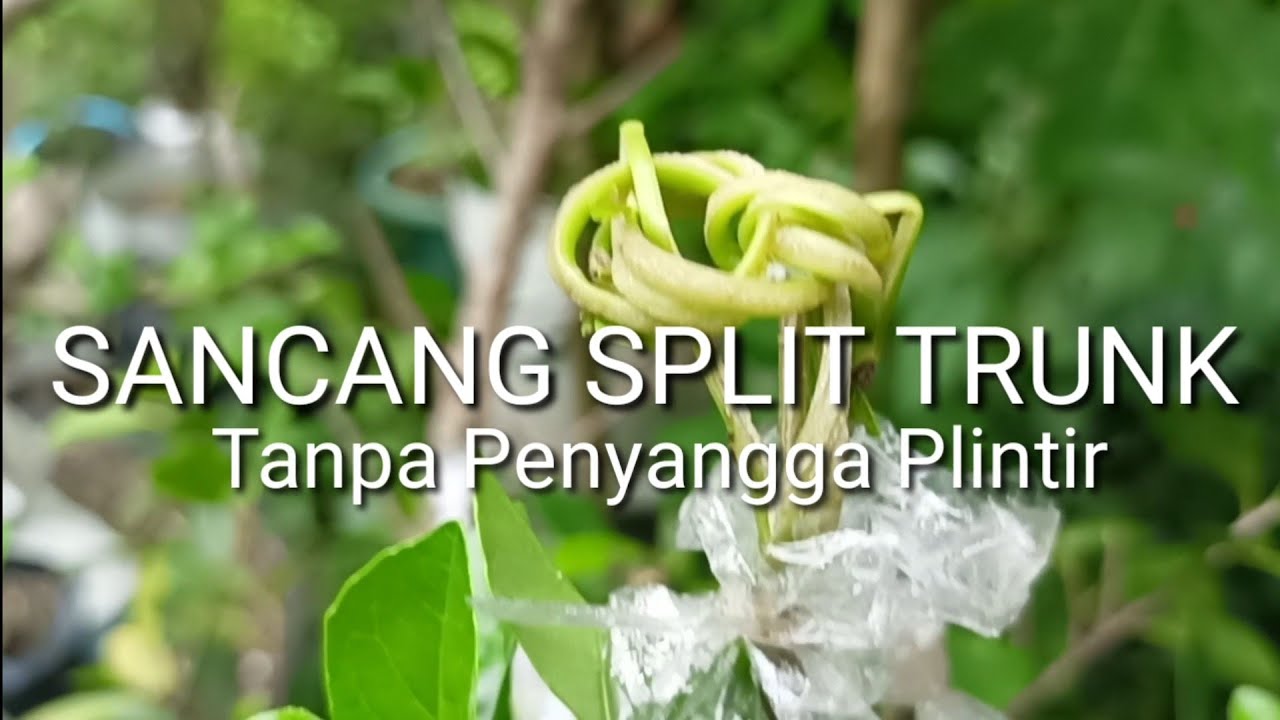 SANCANG SPLIT TRUNK PELINTIR TANPA PENYANGGA - YouTube