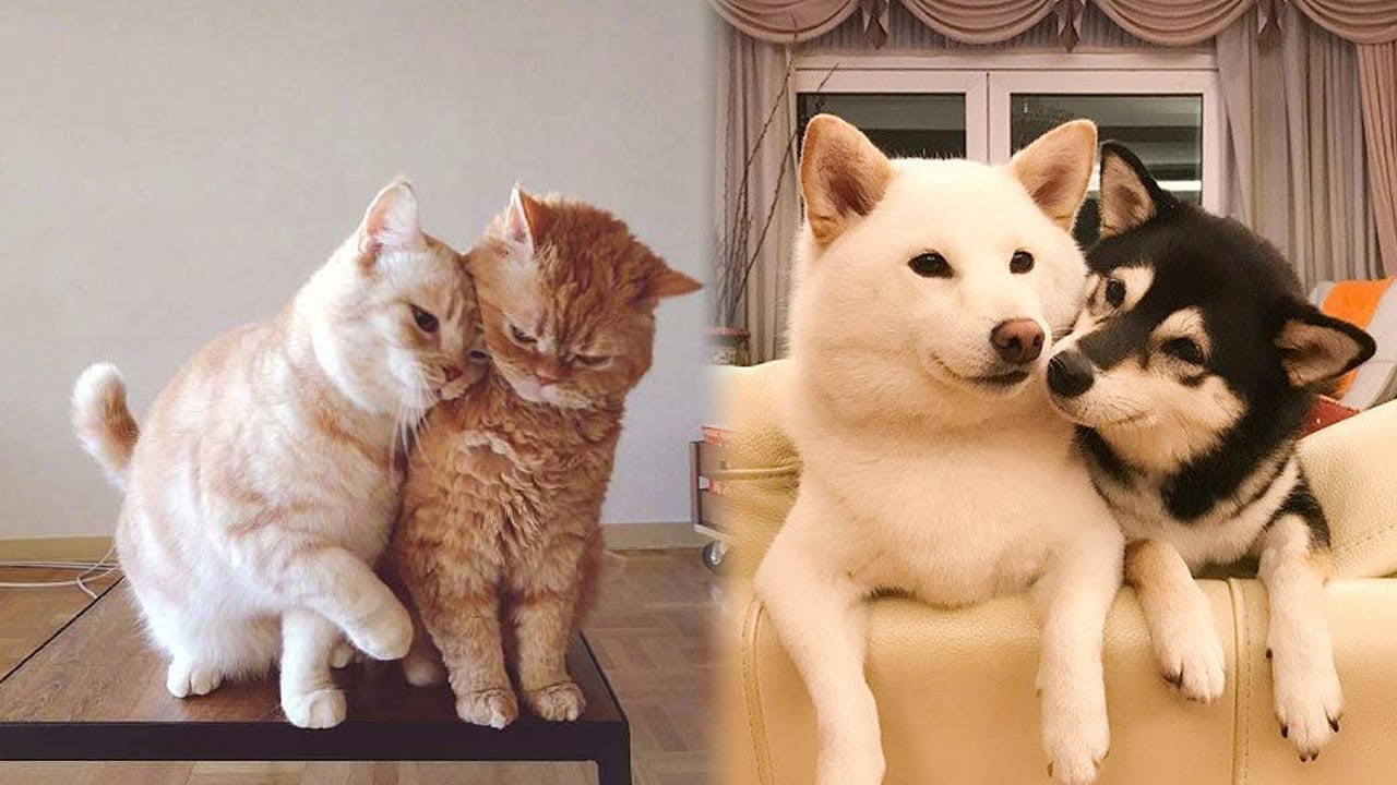 021 Funniest and cutest animals of the year!!! Funny and cute animal ...