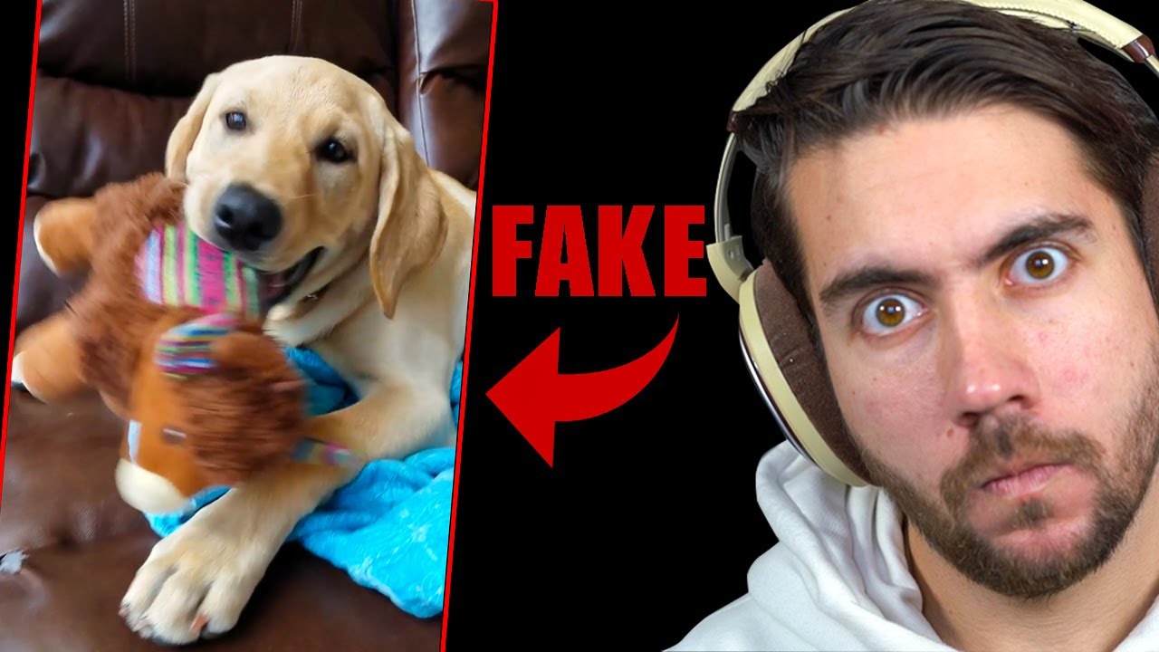 This Is Not A Real Dog [MEME REVIEW #0027] - YouTube
