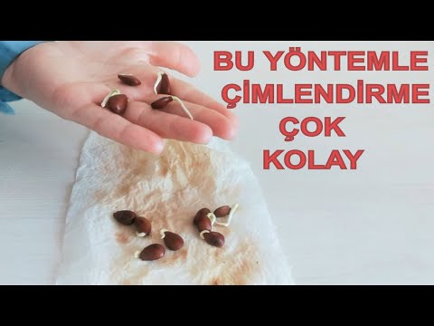 TOHUM ÇİMLENDİRME,KEÇİ BOYNUZU YETİŞTİRME, KEÇİ BOYNUZU ÇEKİRDEĞİ ÇİMLENDİRME, HARNUP AĞACI,