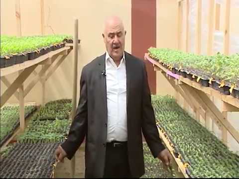 HACI MİRZƏƏLİ Bağban açiq sahədə Şitil (2ci hissə)