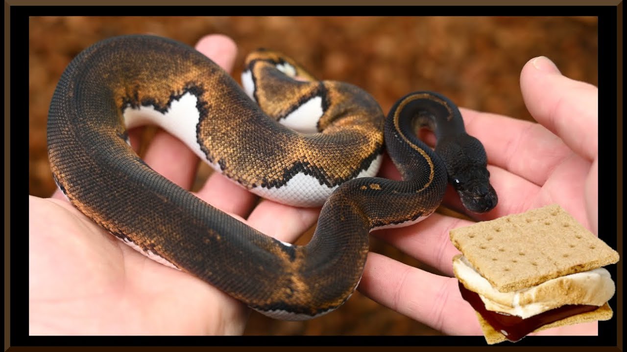 Incredible S'mores Ball Python! (and other cool pied things) - YouTube