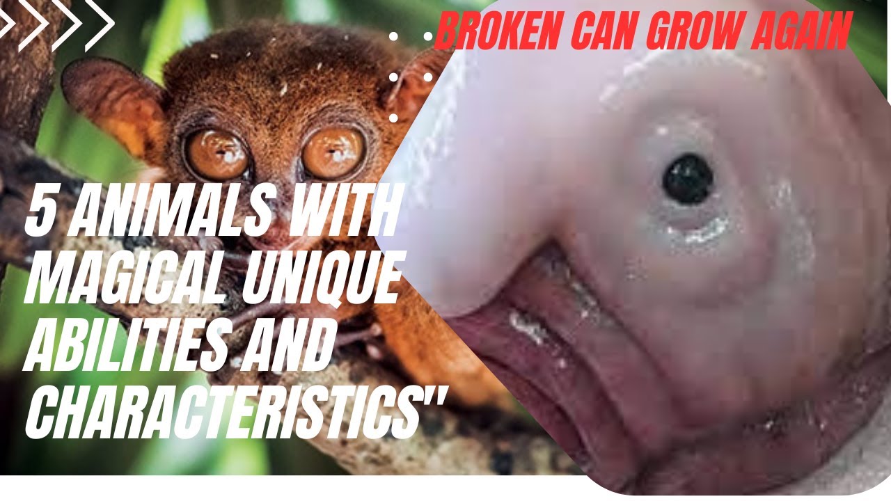 Animals with Unique and Weird Body Shapes || body parts can grow on ...