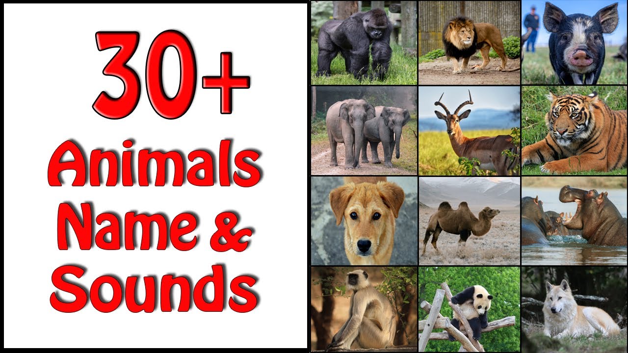 All Animals Name & Sounds with Pictures | Soft English - YouTube