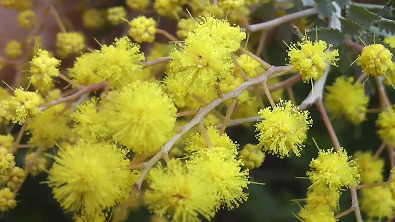 Cootamundra Wattle (Acacia baileyana) - YouTube