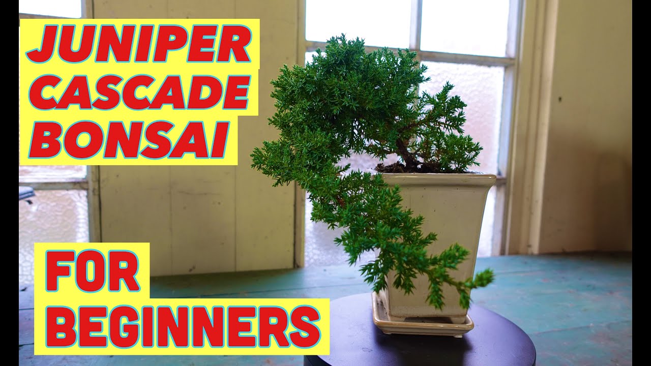 Juniper Cascade Bonsai for Beginners - Shohin Kengai - YouTube