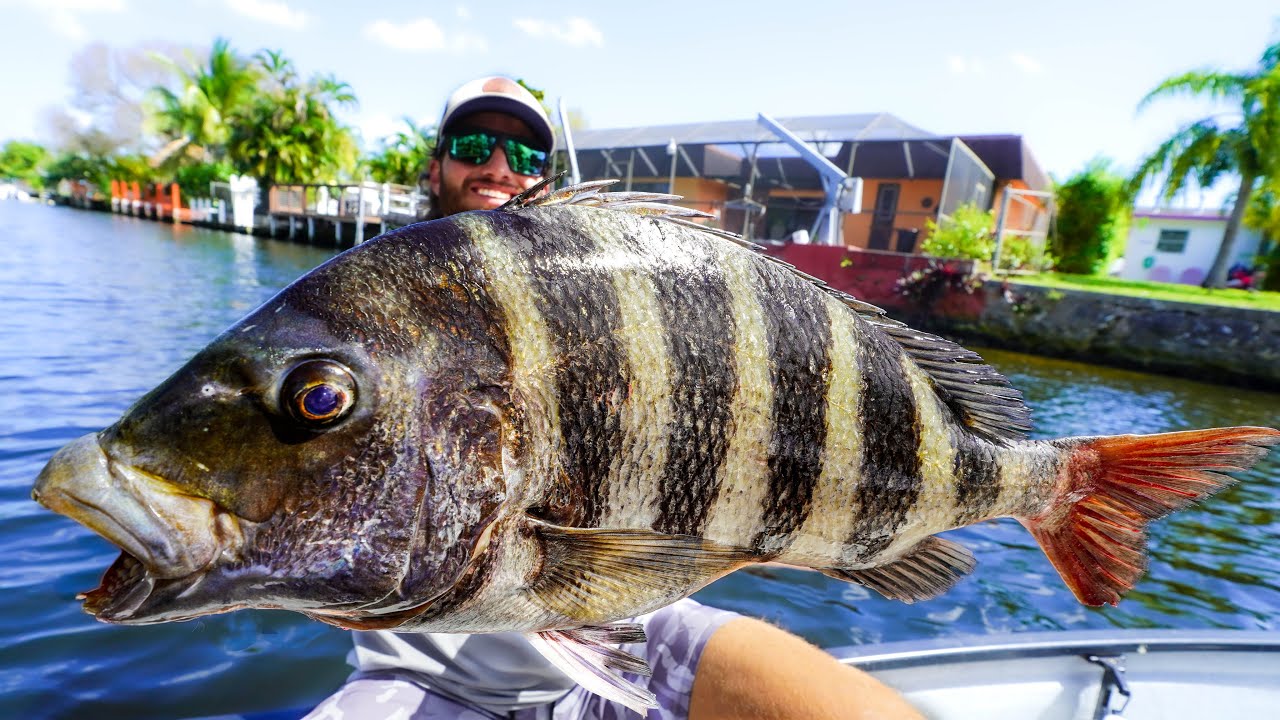 Sight Fishing GIANT Record Sheepshead In My Backyard! - YouTube