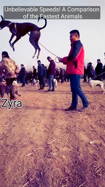 Unbelievable Speeds! A Comparison of the Fastest Animals! - YouTube