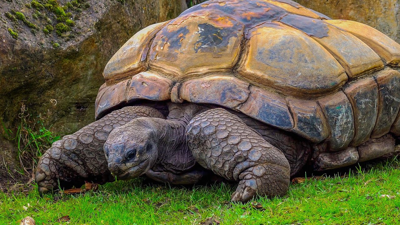 One of the largest tortoises in the world. The Aldabra tortoise. 4K - YouTube