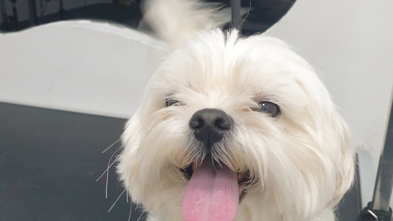 ROCO MALTESE BASIC GROOMING - YouTube