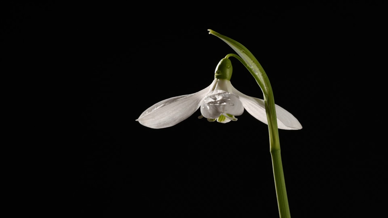 Snowdrop Arnott Flower Petals Opening And Closing Time Lapse Snowdrop Arnott Flower Petals Opening And Closing Time Lapse