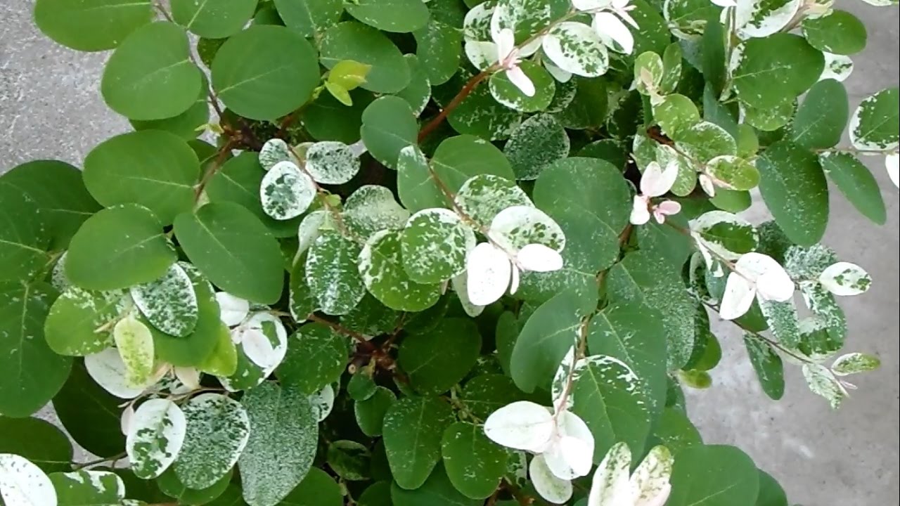 Breynia Nivosa - Phyllanthus Nivosus - Arbustos para Jardín - YouTube