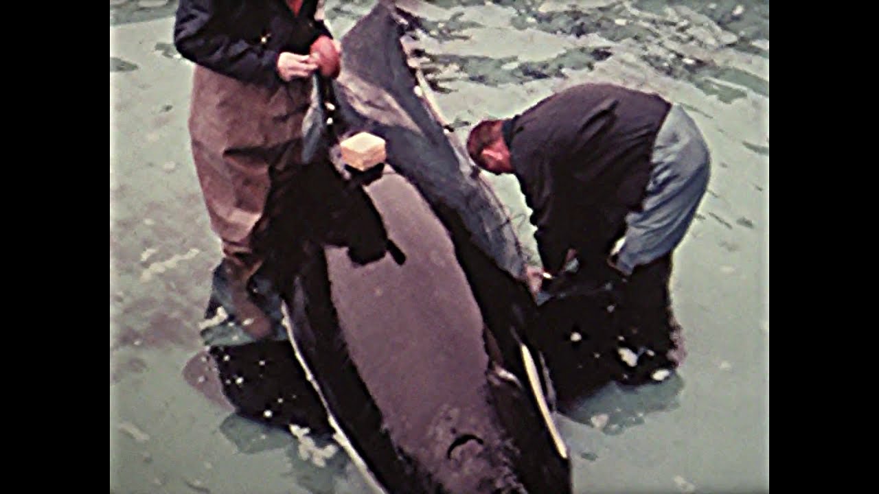 "The Nature Of Things- And God Created Great Whales"- 1974 - YouTube