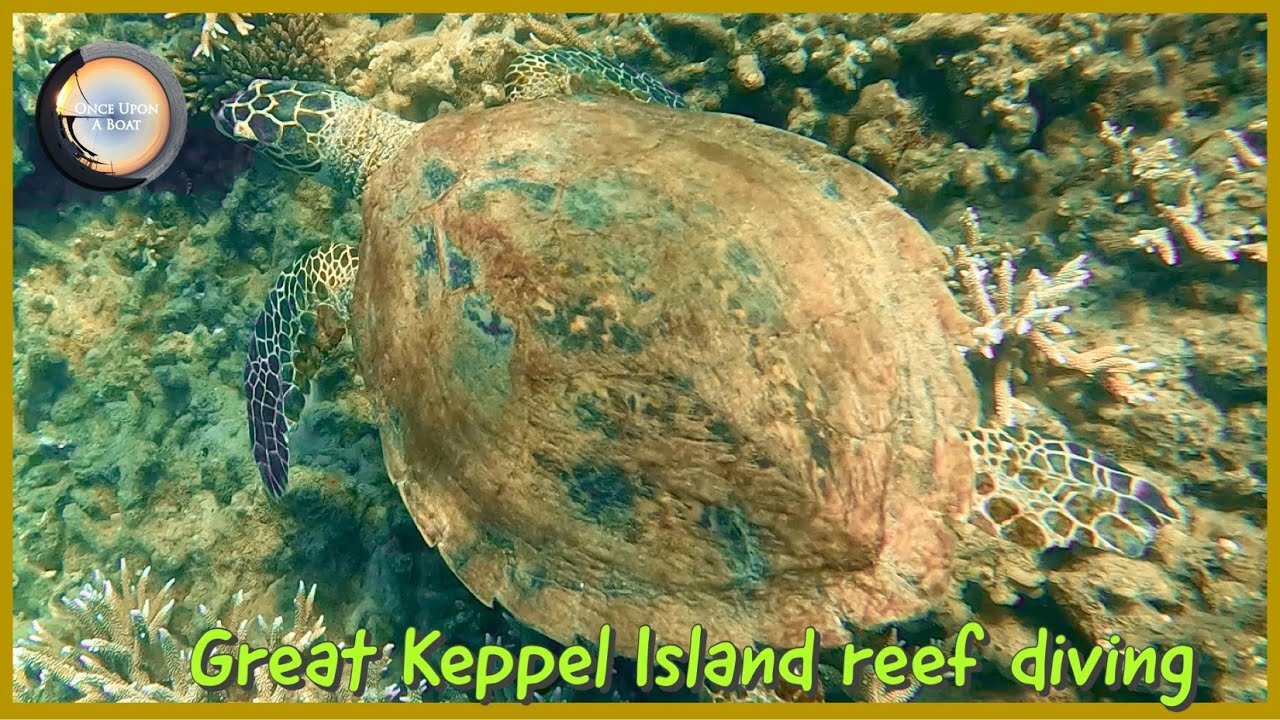 Great Keppel Island Monkey Beach - YouTube