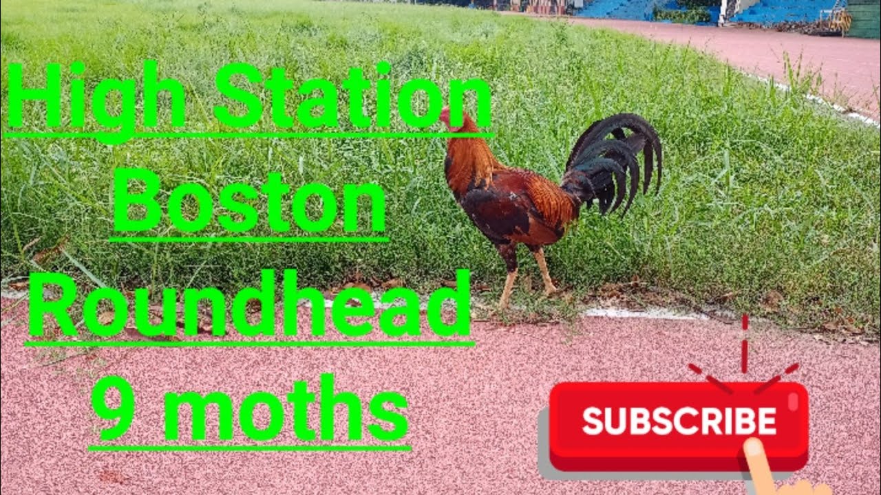 Boston Roundhead - YouTube